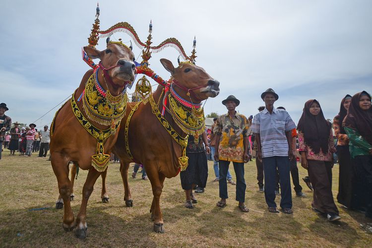 Sapi Sonok, Ciri Khas Sapi Kontes dari Madura - Nusantara Jaya News