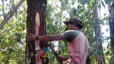 Produksi Getah Pinus di KPH Bondowoso Capai 55.080 Kg hingga September ...